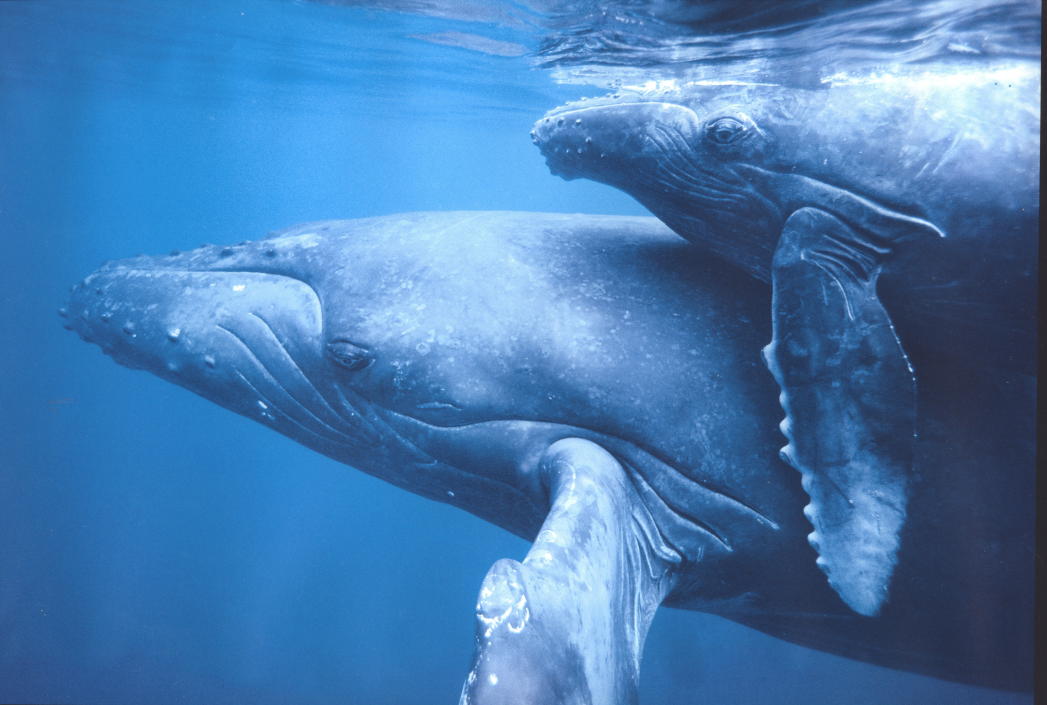 Japanese Blue Whale Milking Operation Uncovered | The Internet Chronicle